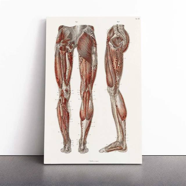 Kna Prints - Poster Anatomy Of The Leg Muscles Vintage Carl Ernst Bock ...
