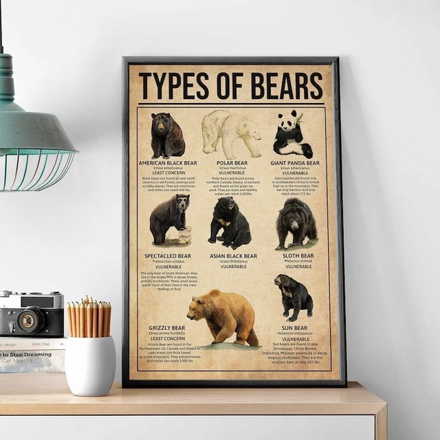 Kna Prints - Poster Bear Knowledge Print, Types Of Bear Poster, Bear Of ...