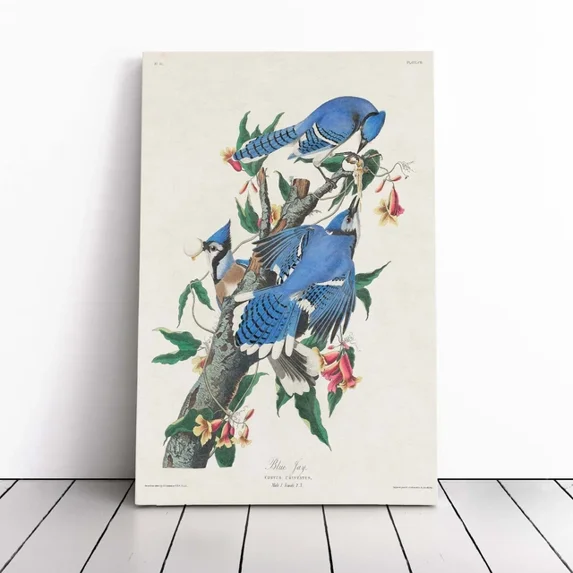 Kna Prints - Poster Blue-Jay Birds Flowers Vintage John James Audubon ...