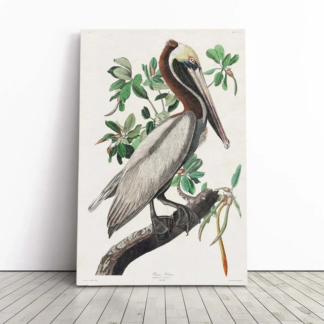 Kna Prints - Poster Brown Pelican Flowers Bird John James Audubon Decor ...