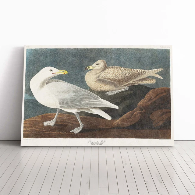 Kna Prints - Poster Burgomaster Gulls Bird John James Audubon Picture ...