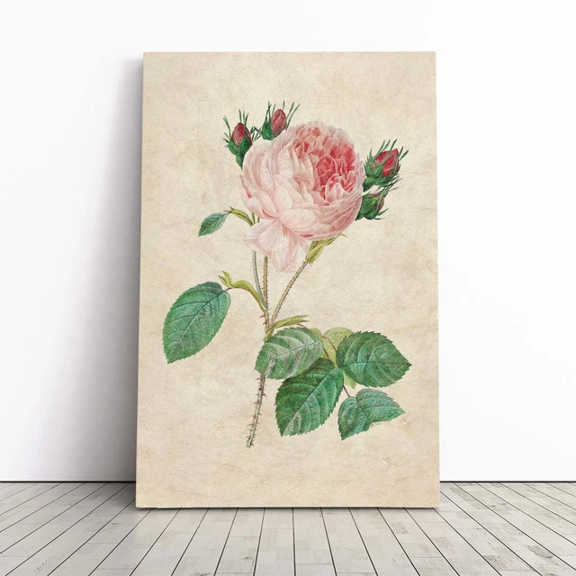 Kna Prints - Poster Cabbage Rose Flowers Vintage Pierre-Joseph Redoute ...