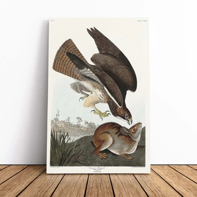 Kna Prints - Poster Common Buzzard & Rabbit Bird John James Audubon ...