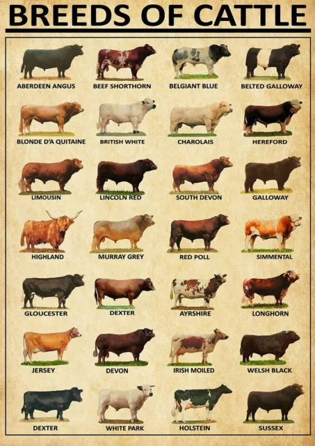 Kna Prints - Poster Cow Breeds, Breeds Of Beef Cattle Vintage Home ...