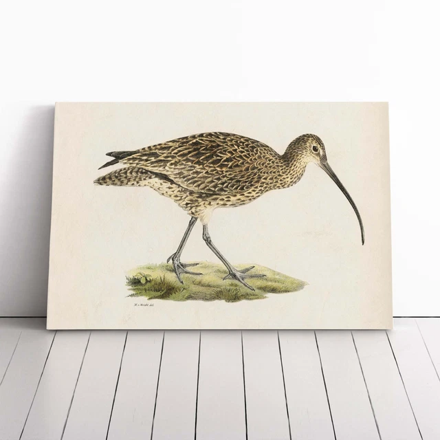 Kna Prints - Poster Eurasian Curlew Animal Vintage Bird Von Wright ...