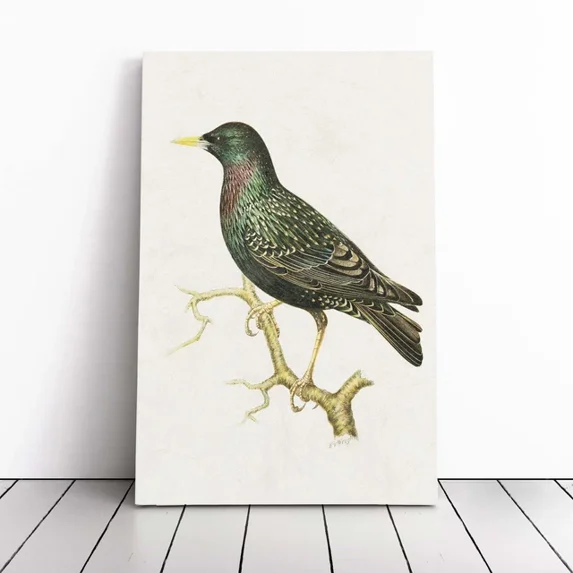 Kna Prints - Poster European Starling Animal Vintage Bird Von Wright ...