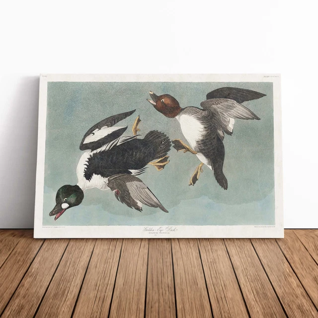 Kna Prints - Poster Golden-Eye Ducks Vintage Bird John James Audubon ...