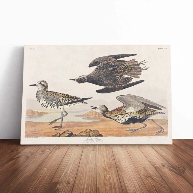 Kna Prints - Poster Golden Plover Birds Landscape John James Audubon ...
