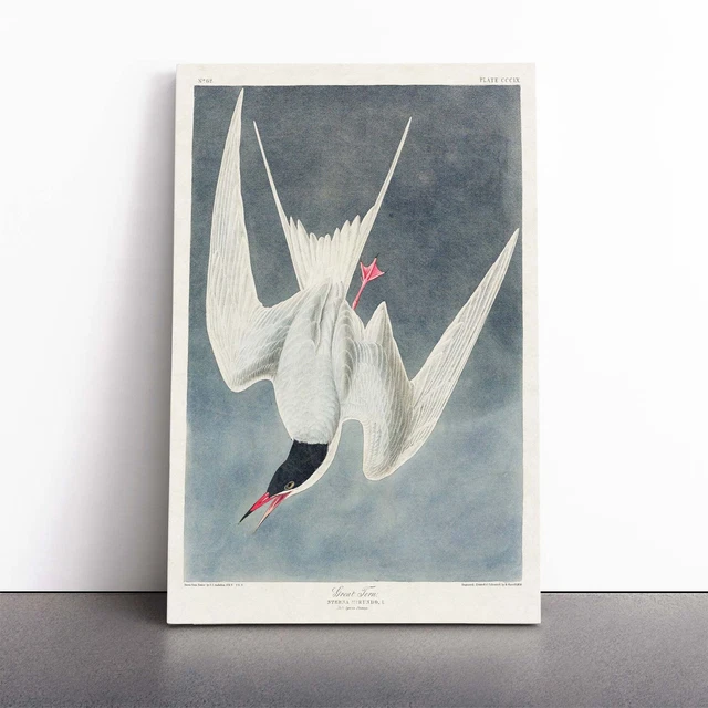 Kna Prints - Poster Great Tern Bird Animal Vintage John James Audubon ...