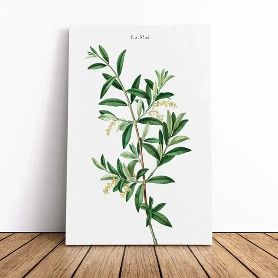 Kna Prints - Poster Green Olive Tree Flowers Pierre-Joseph Redoute ...