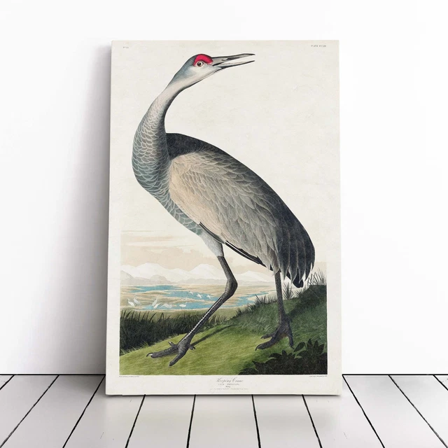 Kna Prints - Poster Hooping Crane Landscape Bird John James Audubon ...
