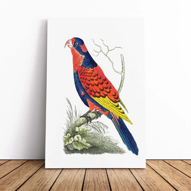 Kna Prints - Poster Indian Lory Bird Animal Vintage George Shaw Picture ...