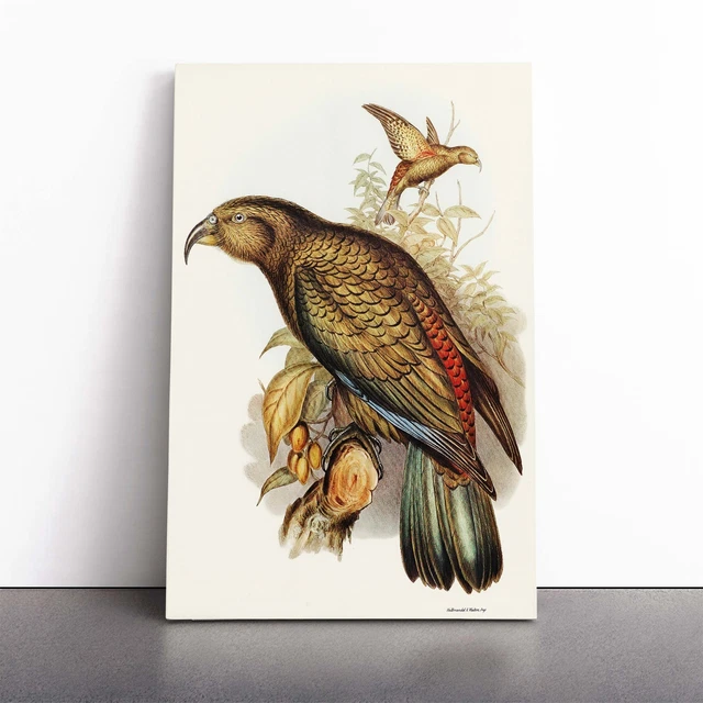 Kna Prints - Poster Kea Parrot Flowers Vintage Bird Elizabeth Gould ...