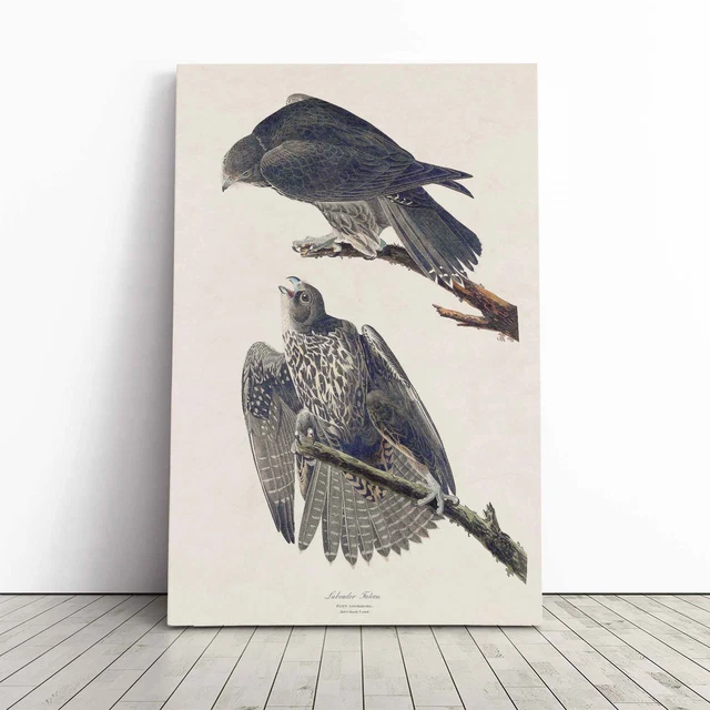 Kna Prints - Poster Labrador Falcons Vintage Bird John James Audubon ...