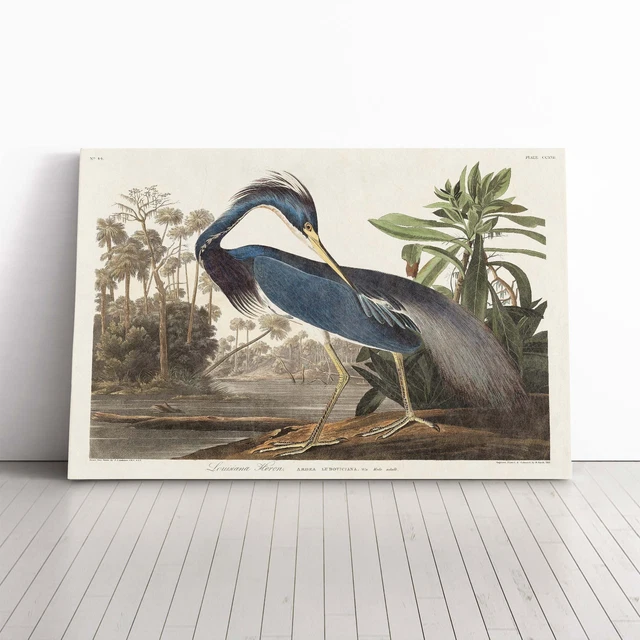 Kna Prints - Poster Louisiana Heron Forest Bird John James Audubon ...
