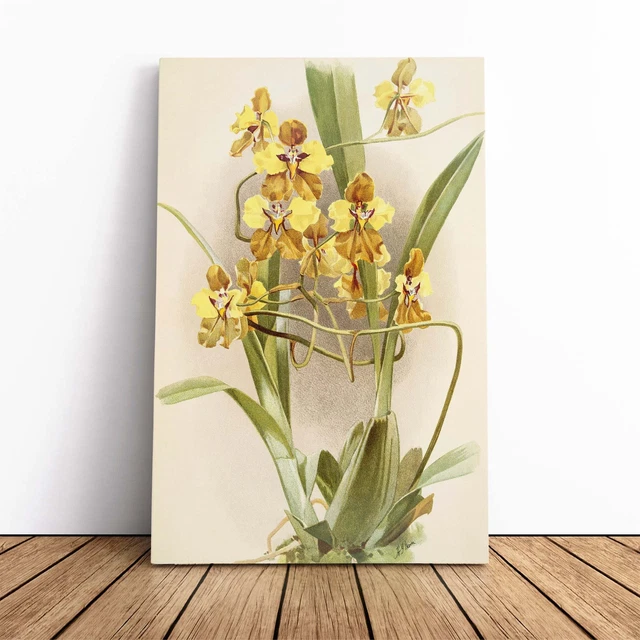 Kna Prints - Poster Magnolia Flowers Illustration Tab.64 F. Sander ...