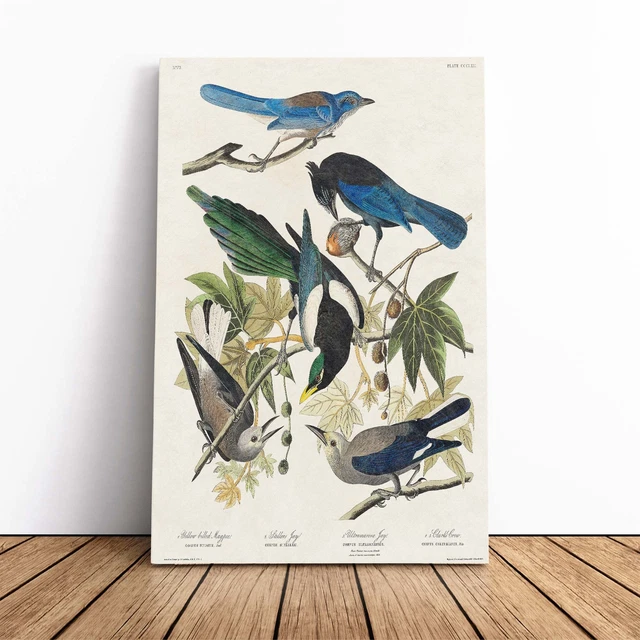 Kna Prints - Poster Magpie, Crow & Jay Birds John James Audubon Picture ...