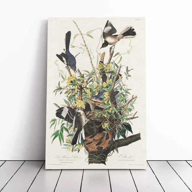 Kna Prints - Poster Mockingbirds & Rattlesnake John James Audubon Decor ...