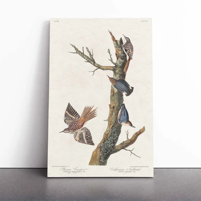 Kna Prints - Poster Nuthatch & Creeper Birds John James Audubon Picture ...