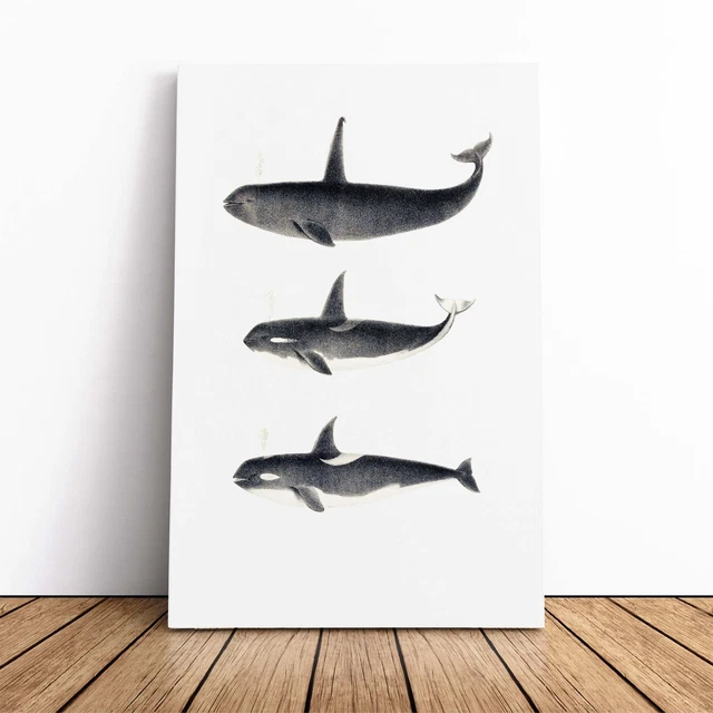 Kna Prints - Poster Orca Killer Whales Animal Vintage C.M. Scammon ...