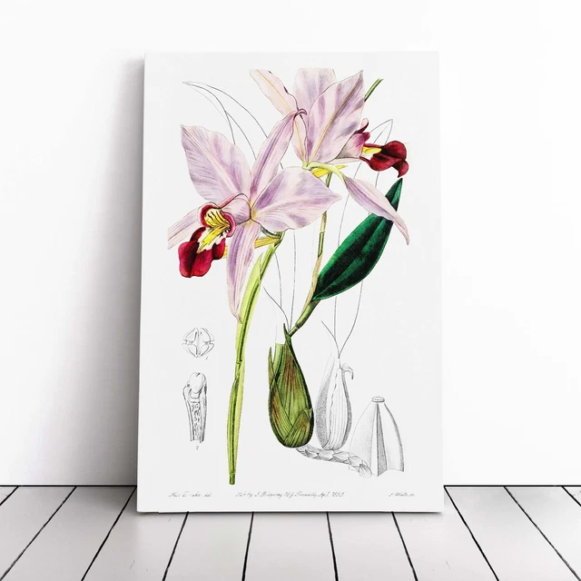 Kna Prints - Poster Pale Purple Cattleya Orchids Flowers Vintage Decor ...
