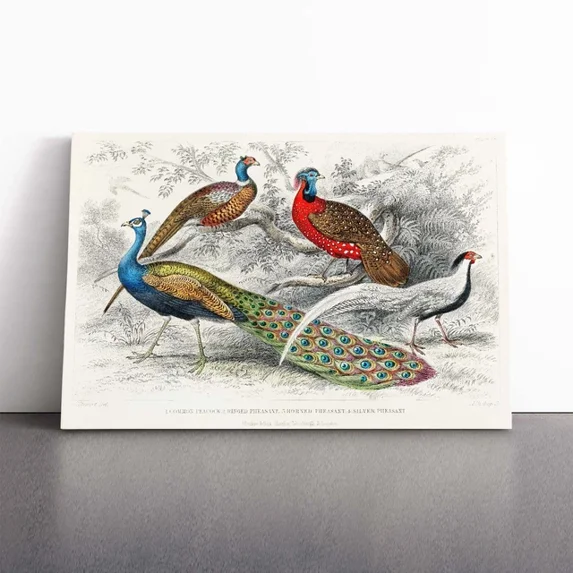 Kna Prints - Poster Peacock & Pheasants Flowers Bird Oliver Goldsmith ...