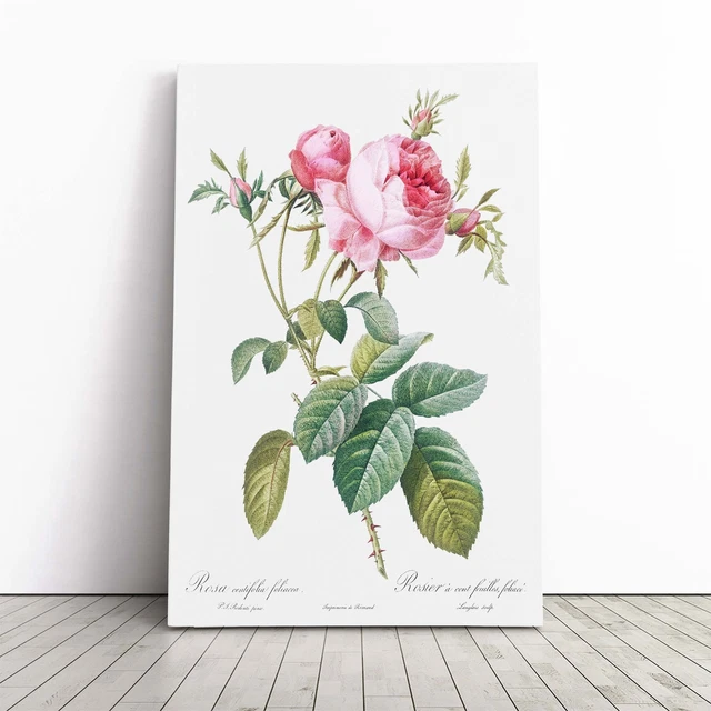 Kna Prints - Poster Pink Cabbage Roses In Bloom Pierre-Joseph Redoute ...