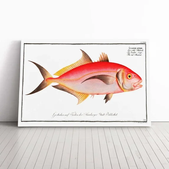 Kna Prints - Poster Red Mackerel Fish Animal M.E. Bloch Picture Decor ...
