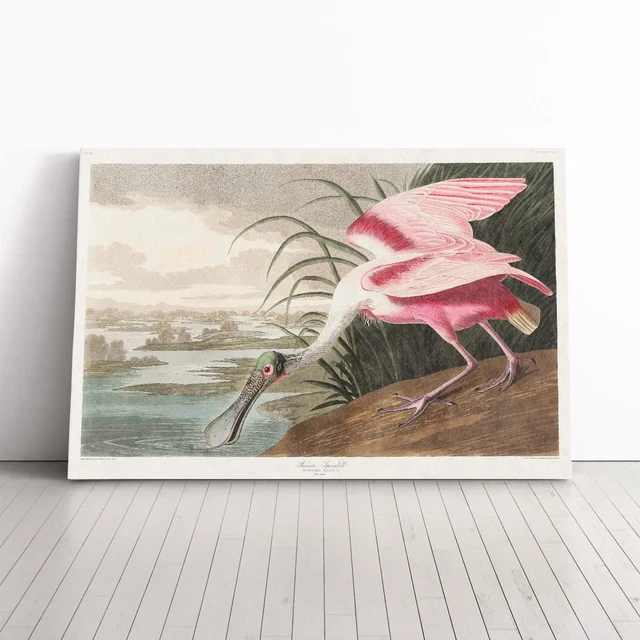 Kna Prints - Poster Roseate Spoonbill Bird John James Audubon Picture ...