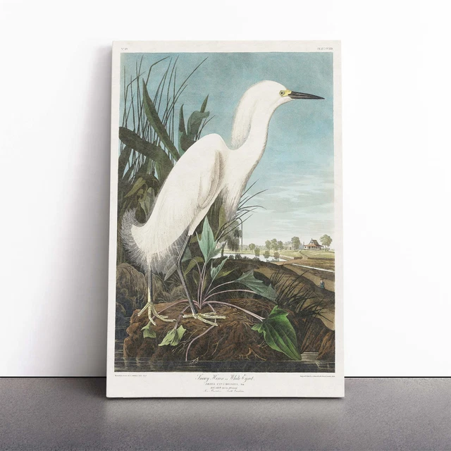 Kna Prints - Poster Snowy Heron Flowers Bird John James Audubon Picture ...