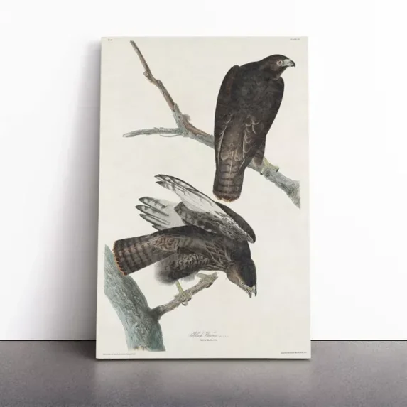 Kna Prints - Poster Two Hawks Animal Vintage Bird John James Audubon ...