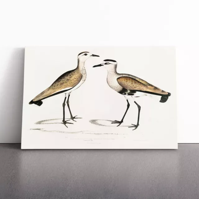 Kna Prints - Poster Two Sandpiper Birds Vintage John Edward Gray Decor ...
