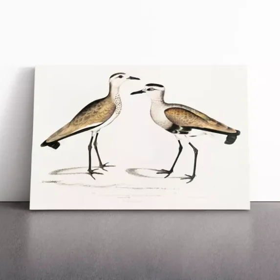 Kna Prints - Poster Two Sandpiper Birds Vintage John Edward Gray Decor ...