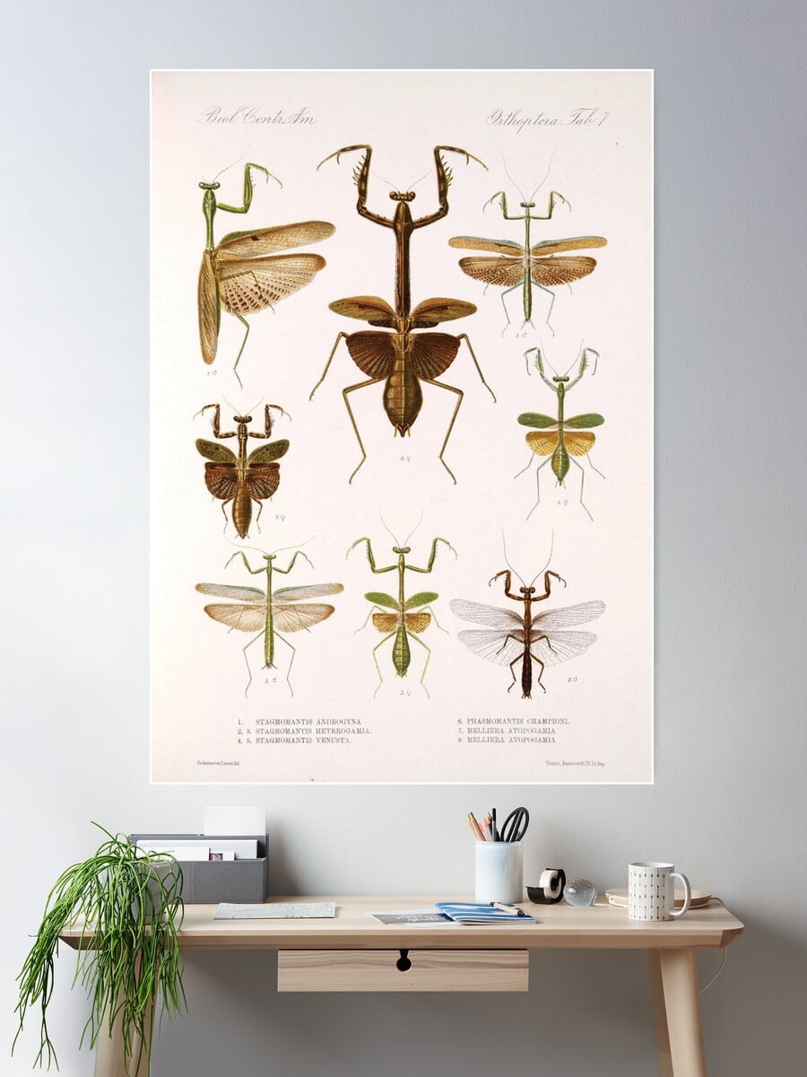 Kna Prints - Praying Mantis Vintage Diagram | Insect Anatomy ...