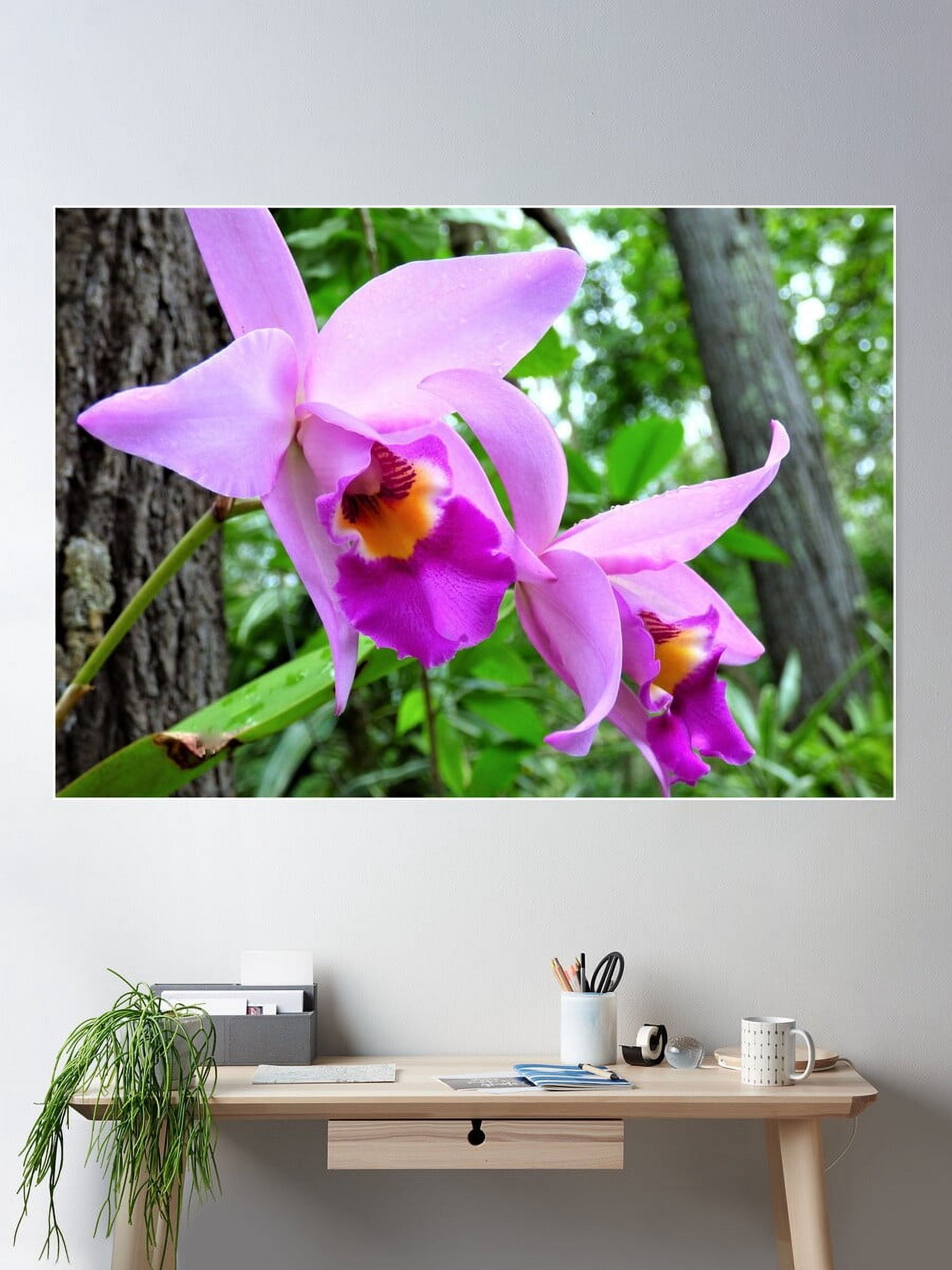 Kna Prints - Pretty Pink Orchid Poster , UNFRAMED-24x36 - Walmart.com