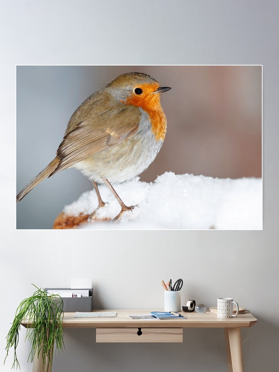 Kna Prints - Red Breast Robin Poster, UNFRAMED-12x18 - Walmart.com