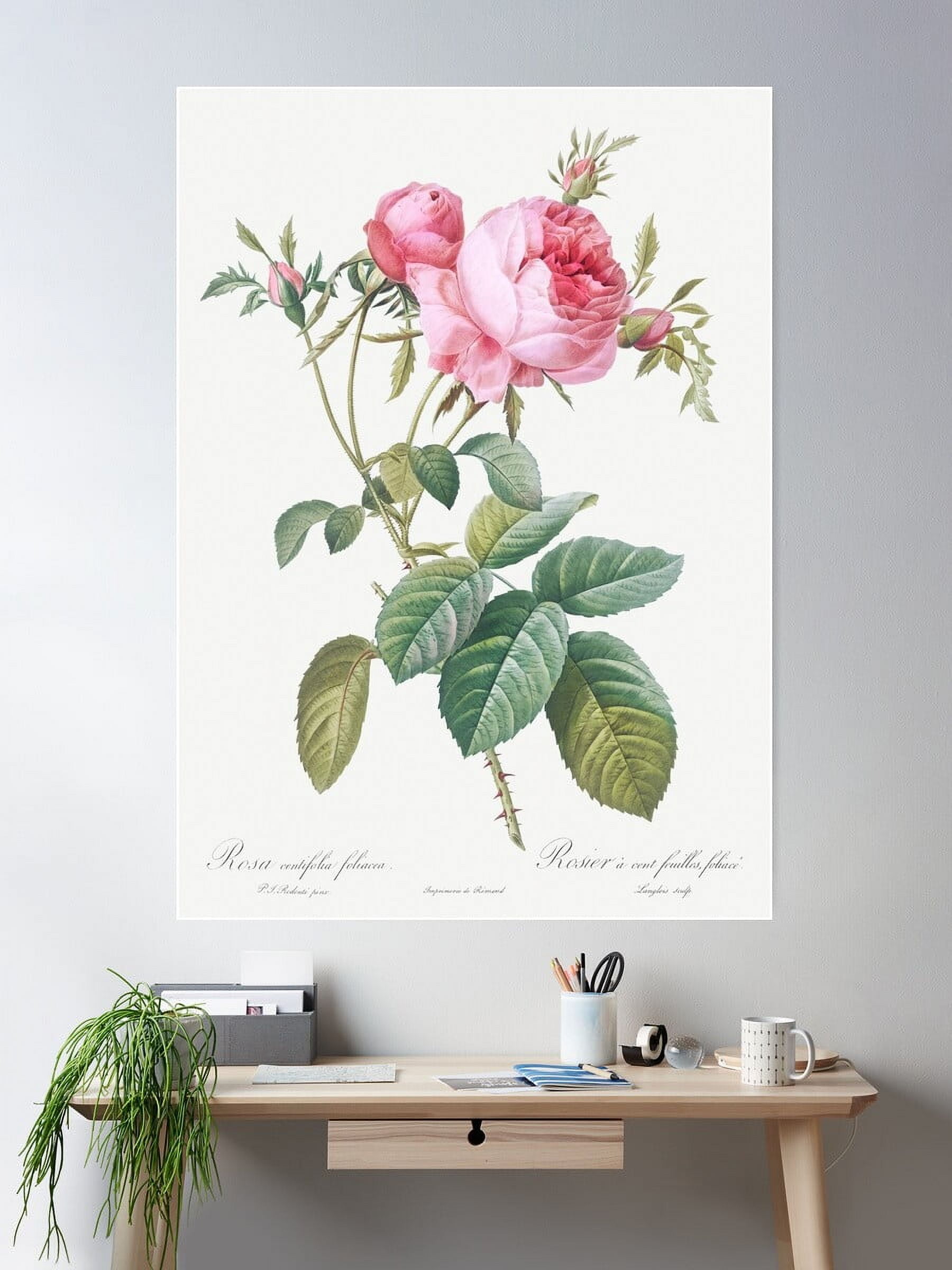 Kna Prints - Rose De Mai - Cabbage Rose Illustration Poster , UNFRAMED ...
