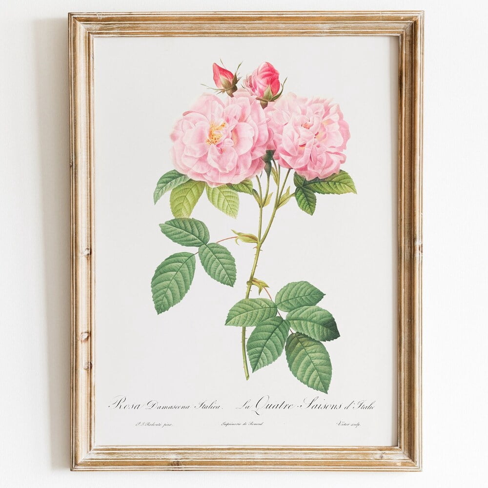 Kna Prints - Rose Print Flower Painting Vintage Print Wall Art Art Pink ...