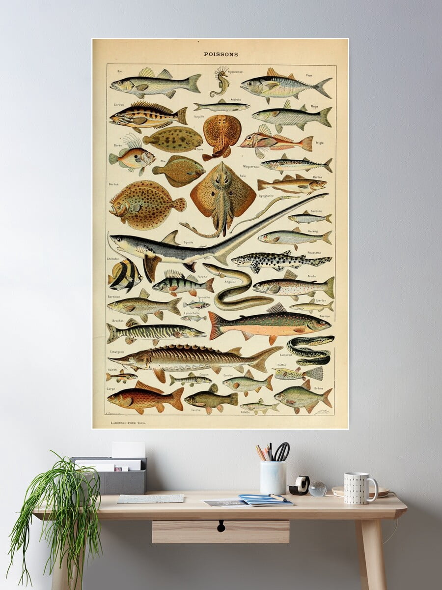 Kna Prints - Sea Life Poster Wall Art, Modern Wall Decor For Living ...