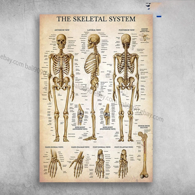 Kna Prints - The Skeletal System - Anterior View, Lateral View ...