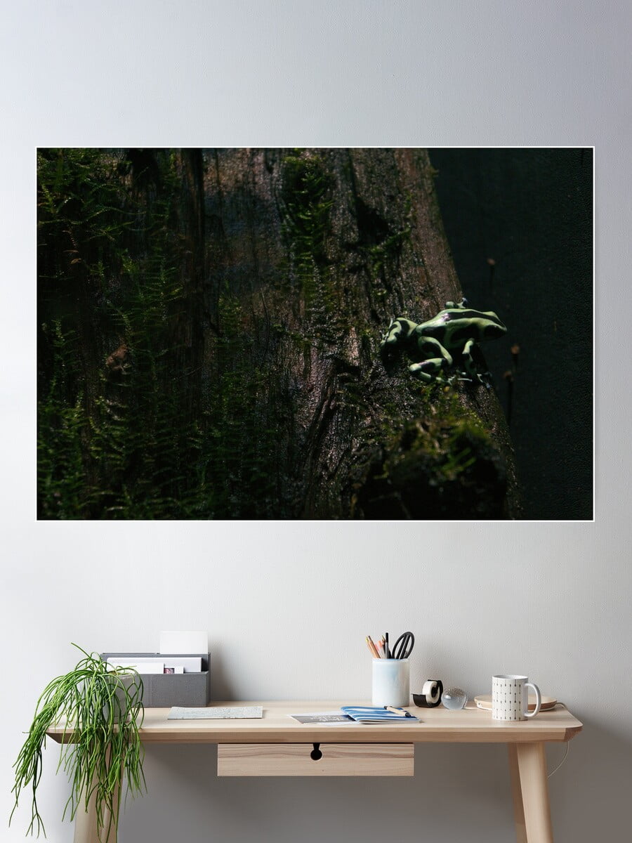 Kna Prints - Tree Frog Poster, UNFRAMED-8x12 - Walmart.com
