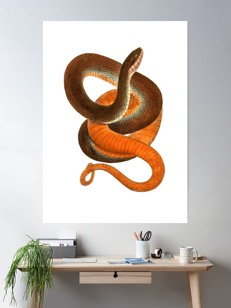 Kna Prints - Tropidonotus Erythrogaster Ã‚Â‚¬Â€Œ Vintage Snake ...