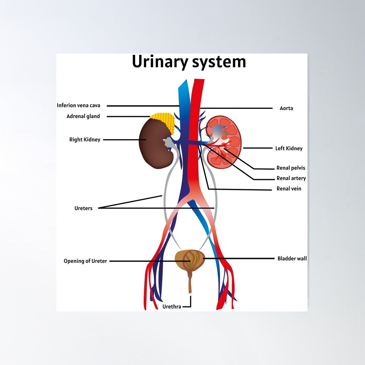 Kna Prints - Urinary System Poster | Educational Poster For Medical ...