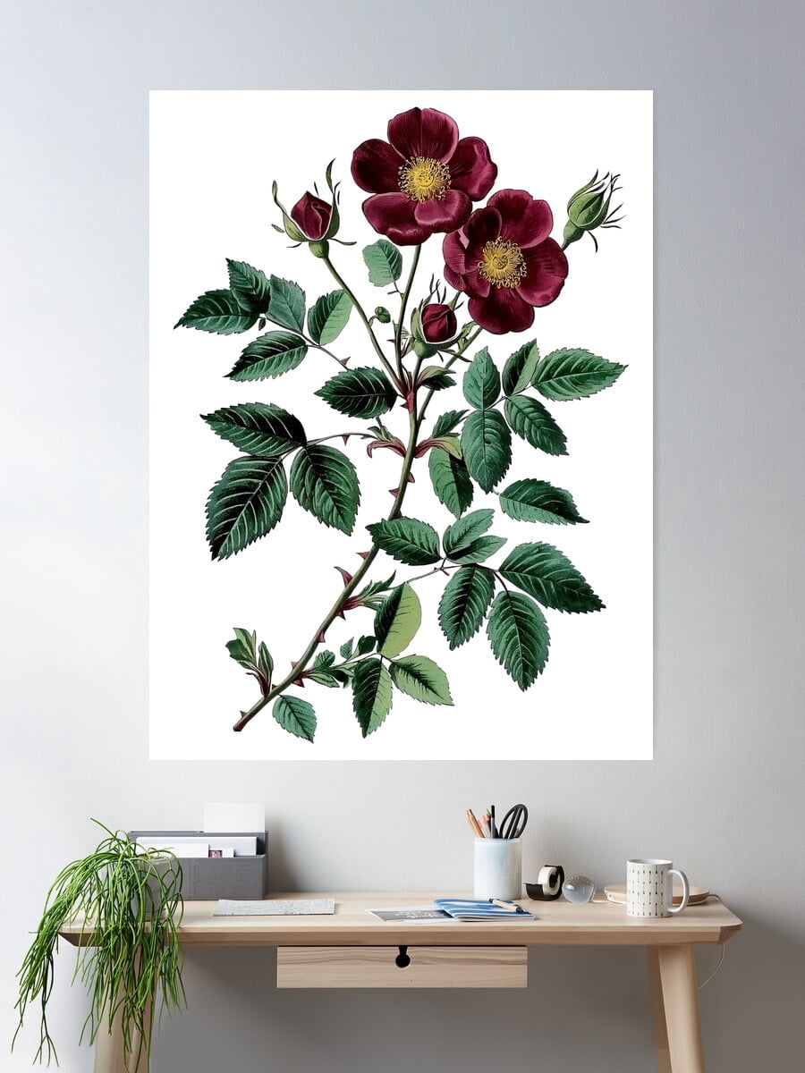 Kna Prints - Vintage Botanical Red Wild Rose Illustration Poster ...
