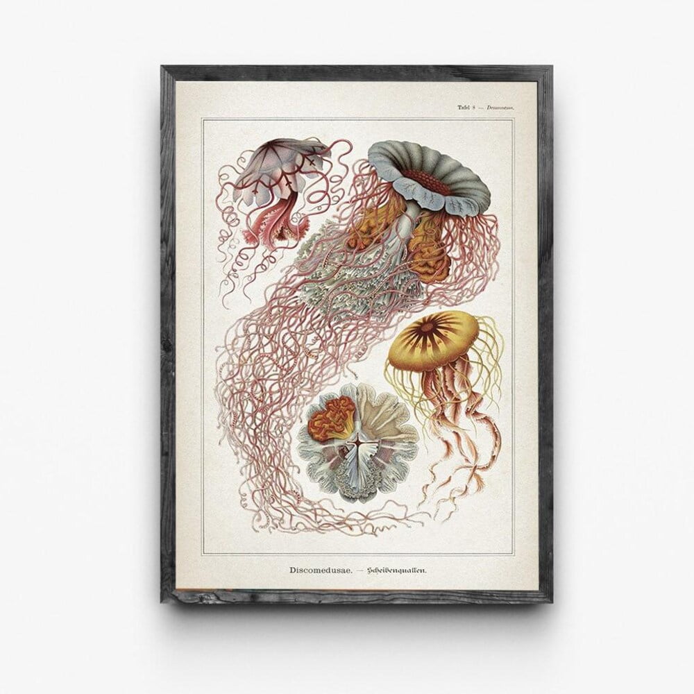 Kna Prints - Vintage Jellyfish Illustration Poster, Sea Discomedusae ...