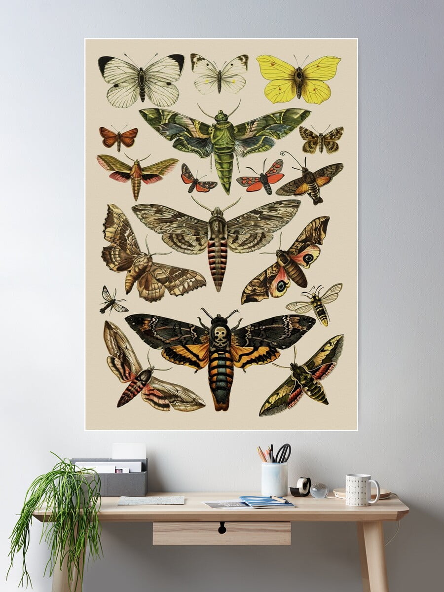 Kna Prints - Vintage Scientific Moth Reference Charts For Home Decor ...