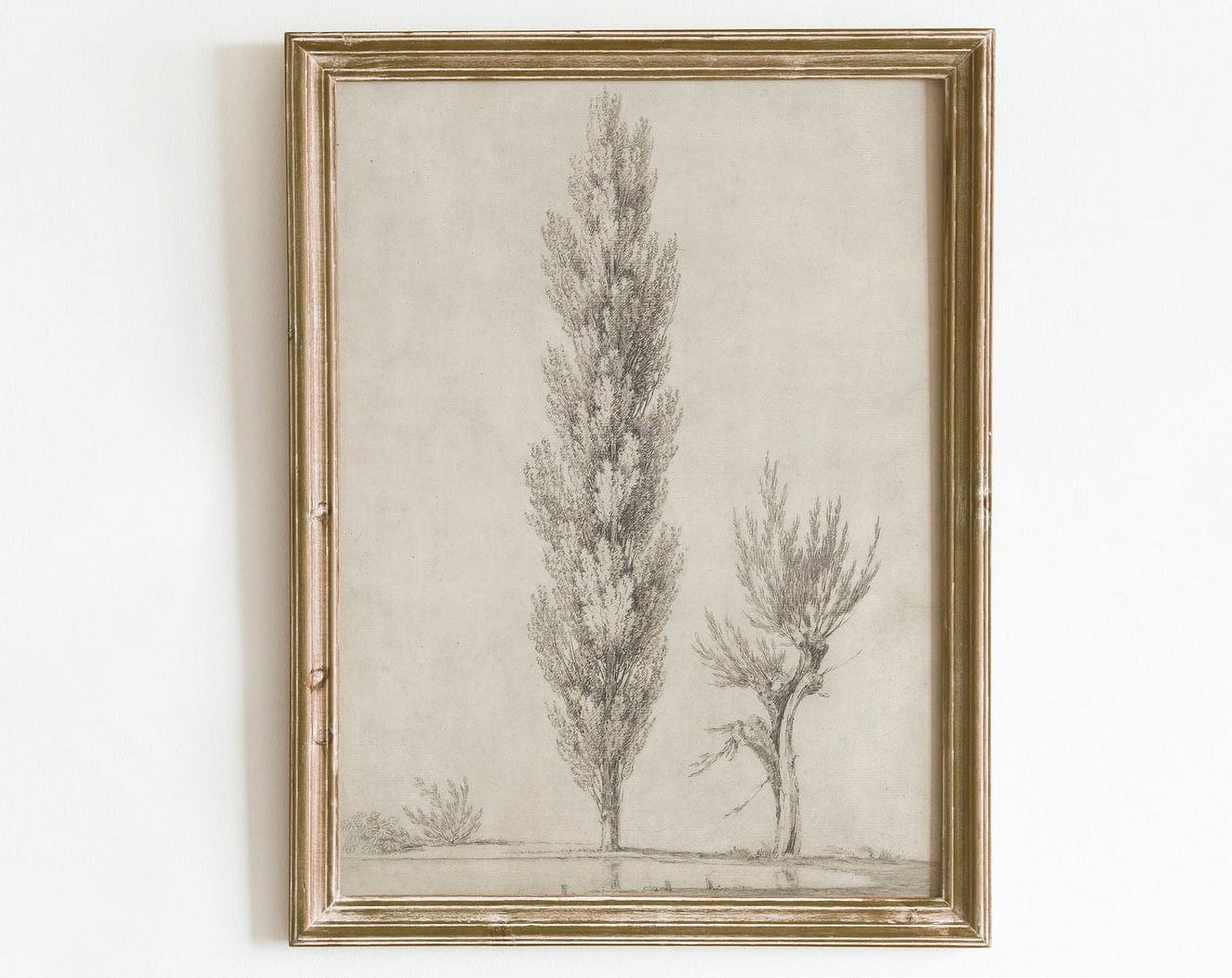 Kna Prints - Vintage Tree Sketch Poplar Tree Art French Country Decor ...