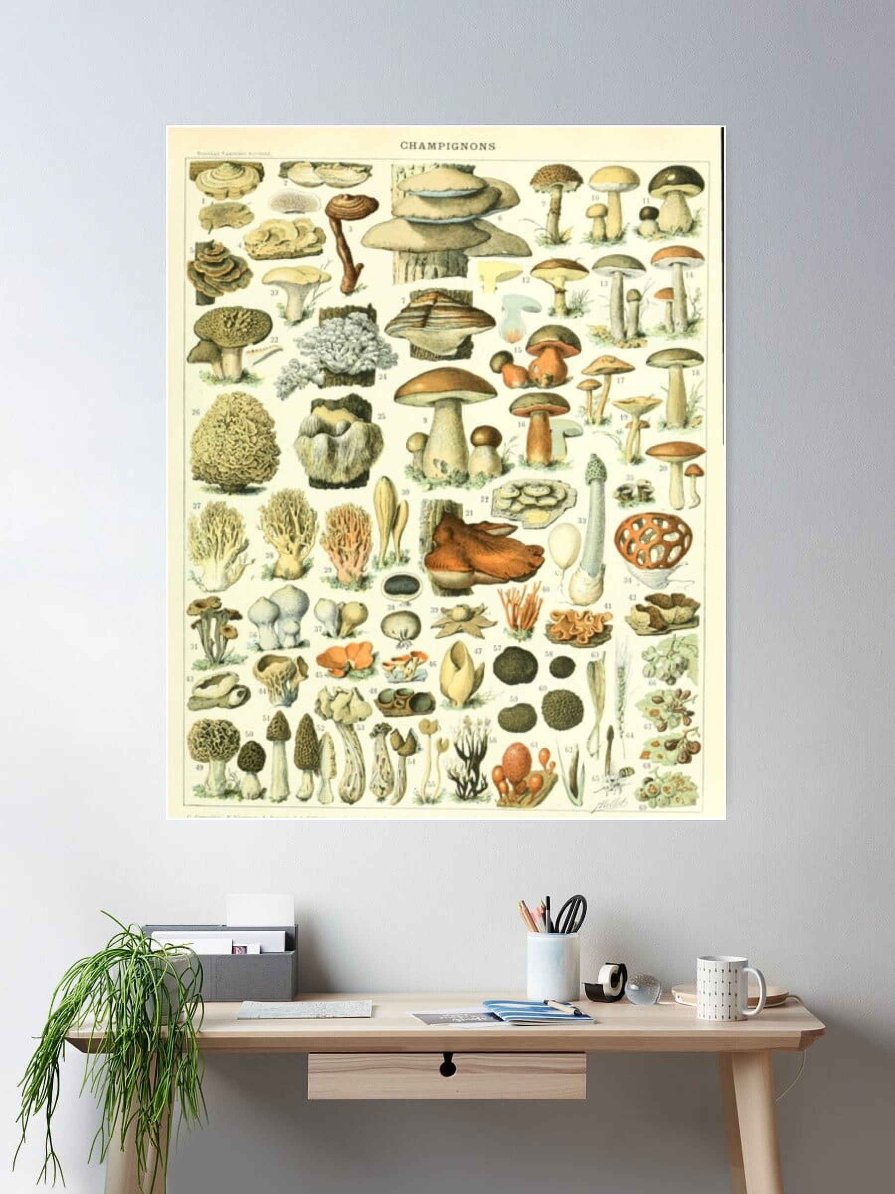 Kna Prints - Wild Mushroom Chart Poster , UNFRAMED-8x12 - Walmart.com