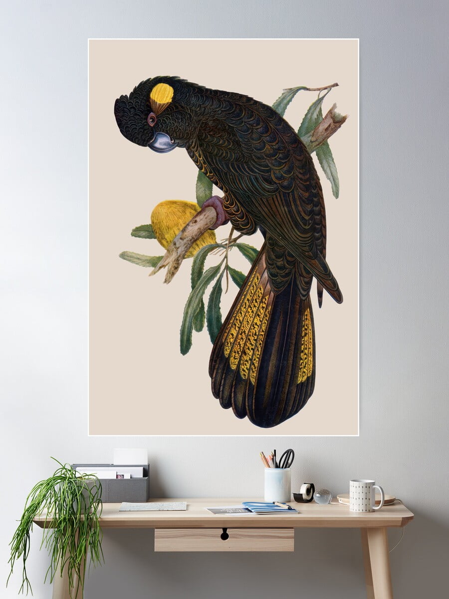 Kna Prints - Yellow Tailed Black Cockatoo (Zanda Funerea) Poster ...