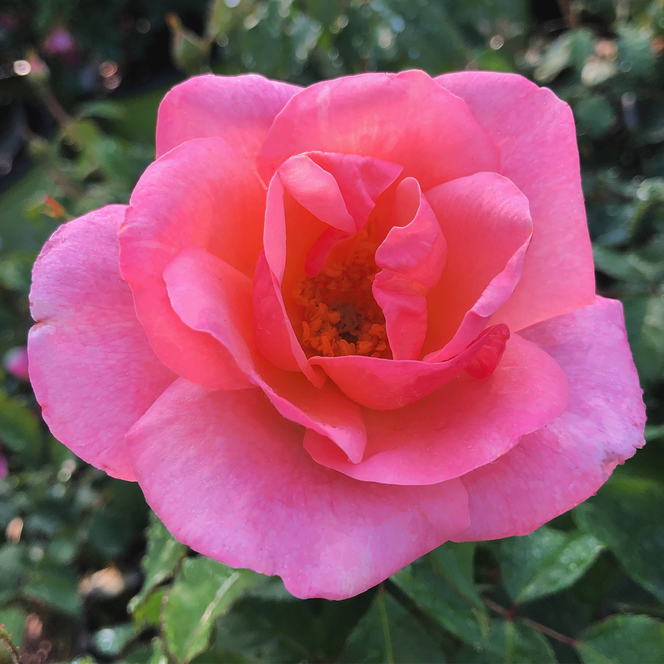 Knock Out 1G Rosa Peachy Knock Out Live Plants Full Sun Pink - Walmart.com
